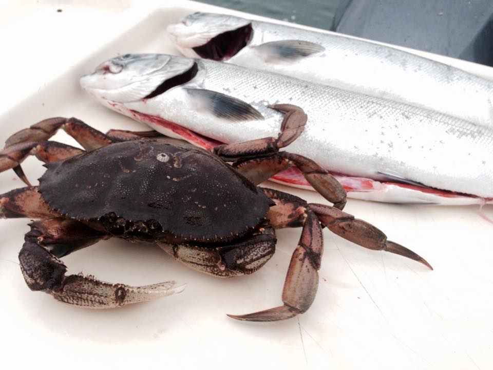 Last days of salty coho in the Juans